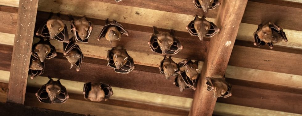 Boston Bat Removal | Bat Trapping & Removal Services Boston, MA ...